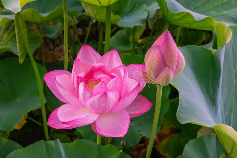 Large Lotus Flowers among Green Leaves Stock Image - Image of japanese ...