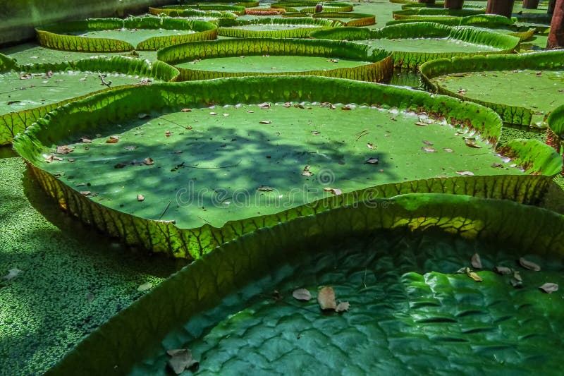 Large lotus leaf stock image. Image of plant, field - 183497649