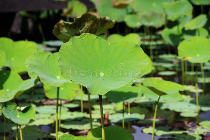 A Large Lotus Leaf in the Swamp. There are Small Water Droplets on the ...