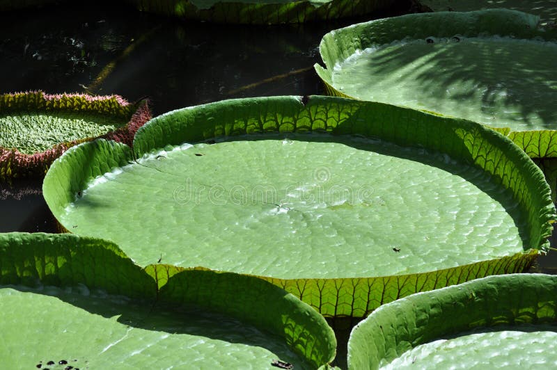 Large Round Victoria Lotus Leaves in a Pond Stock Photo - Image of ...
