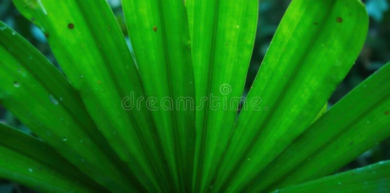 Large, Lush Palm Leaf, Serrated Edges, Bright Green, Tropical, Palm ...
