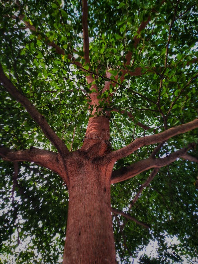 A Large Lush Tree with a Brown Trunk with Many Branches and Twigs ...