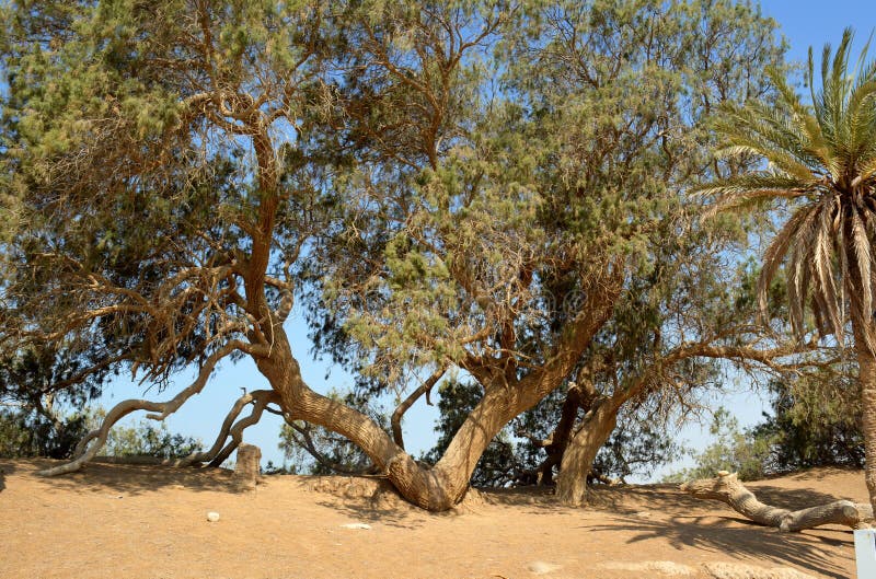 Large Lush Tree in Sandy Area in Egypt on a Sunny Day Stock Image ...