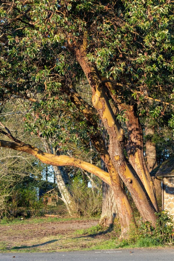Madrona Tree Lime Kiln Lighthouse San Juan Island Haro Strait Stock ...