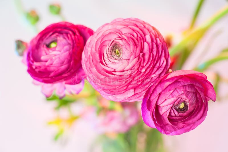 Large Magenta Ranunculus Perfectly Round with Soft Focus, Romantic ...