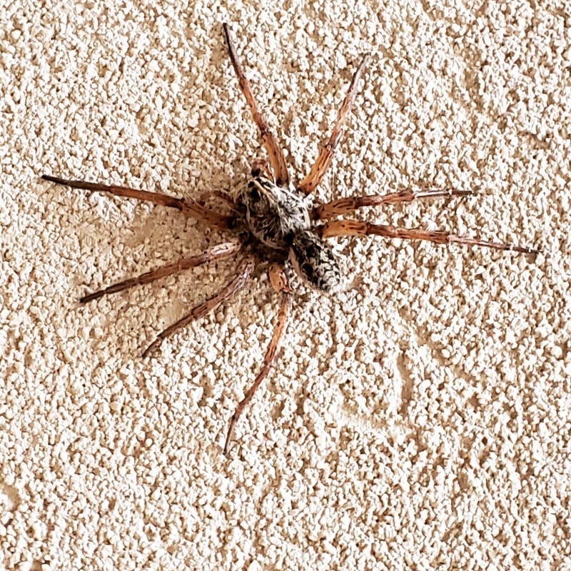 Large Magnificent Wolf Spider on Adobe Stock Photo - Image of adobe ...