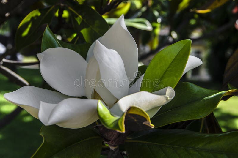 Large magnolia flower stock photo. Image of creamy, pink - 90943724