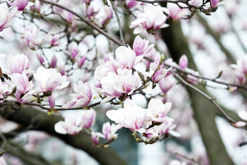 Large Magnolia Tree with Flowers Stock Photo - Image of outdoors ...