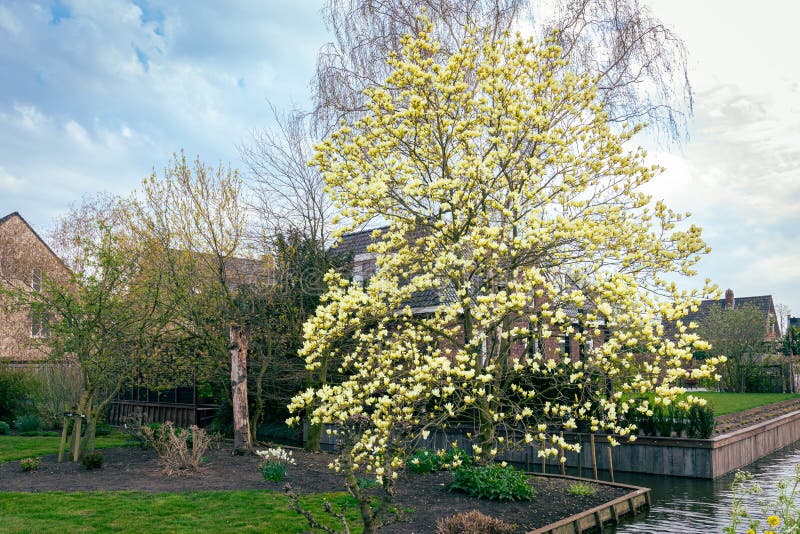 Magnolia with Yellow Flowers Stock Photo - Image of bloom, environment ...