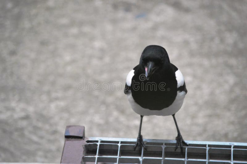 Large magpie on the stairs stock photo. Image of iron - 310991976