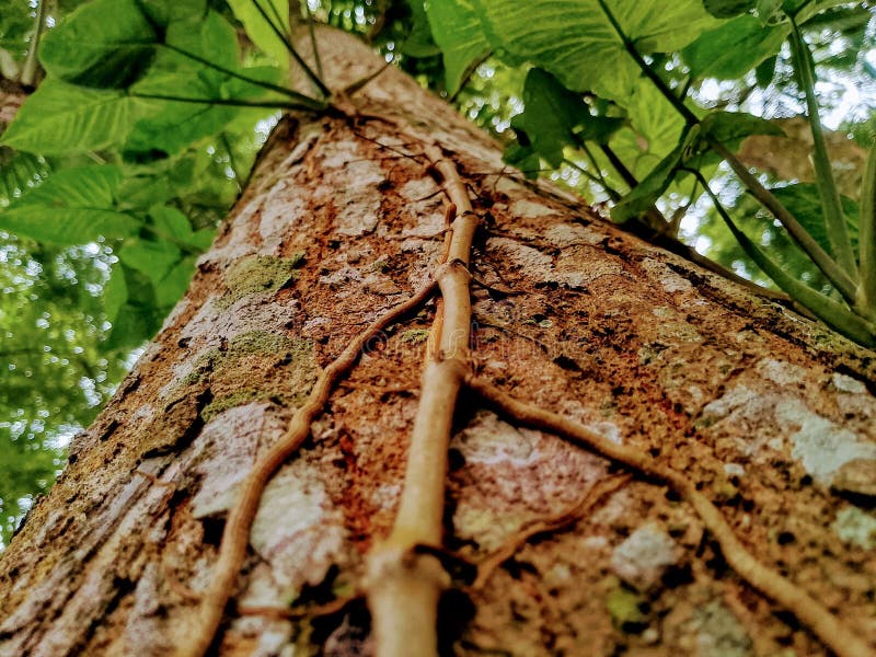 A Large Mahogany Tree Infested with Parasites Stock Photo - Image of ...