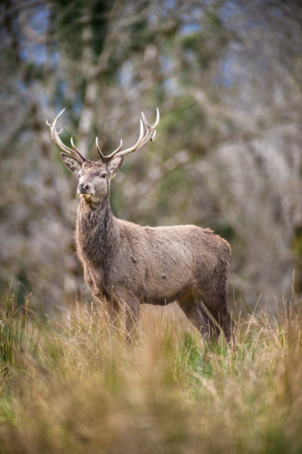 Large Majestic Deer Stagnating Tall Stock Photo - Image of foliage ...