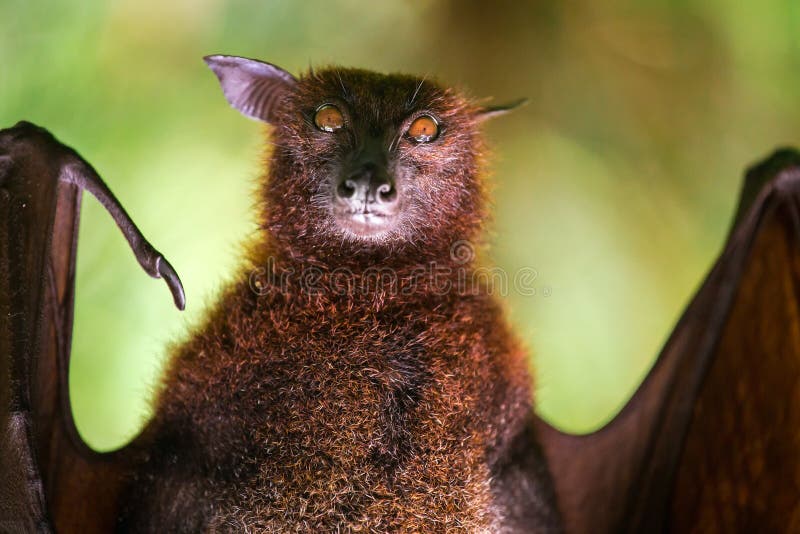 Malayan flying fox bat stock image. Image of sleeping - 9480383