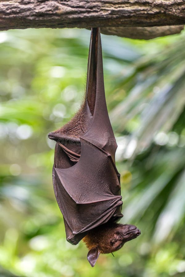 Malayan flying fox bat stock image. Image of sleeping - 9480383