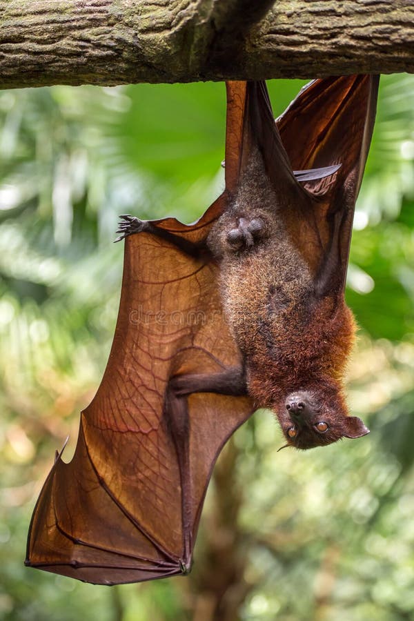 Large Malayan Flying Fox Close-up Stock Image - Image of head ...