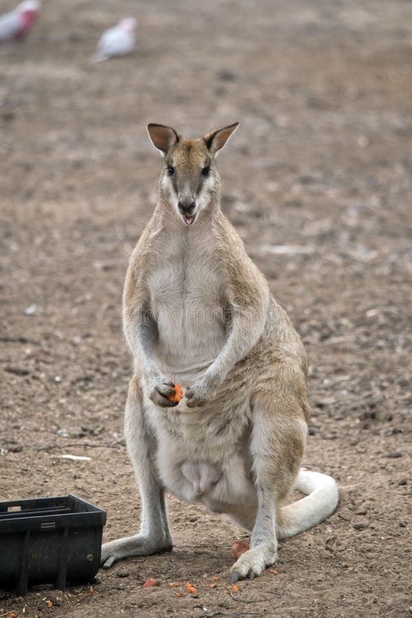 This is a Large Male Agile Wallaby Stock Photo - Image of sandy, long ...