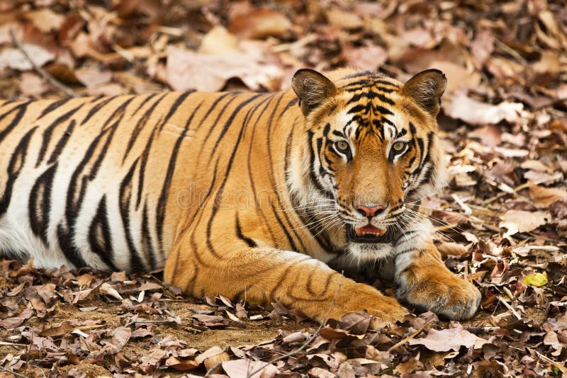 Large male Bengal tiger stock image. Image of reserve - 19602179