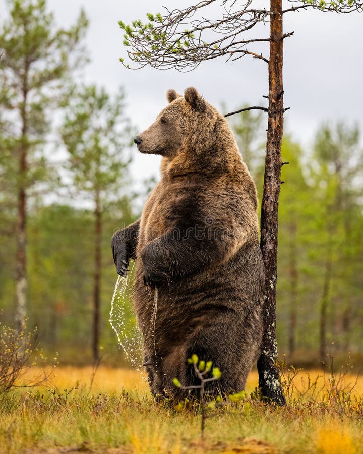 Large Male Brown Bear Standing Against the Tree, Scratching His Back Against the Tree Stock ...