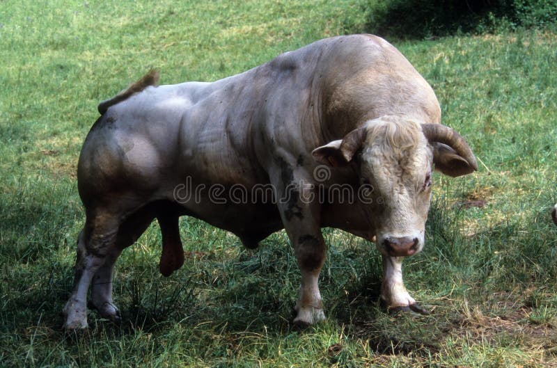 Large male Charolais bull stock image. Image of animal - 18354077
