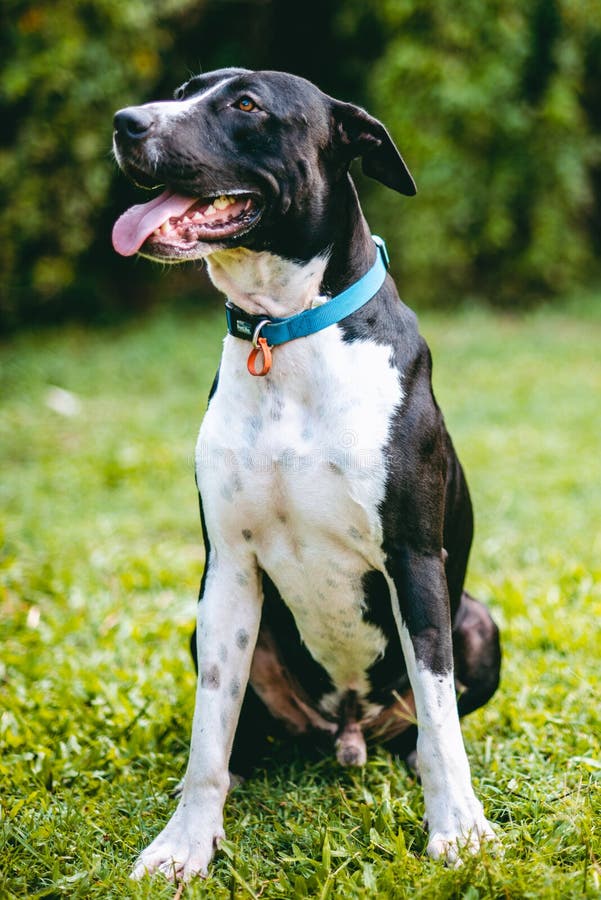Large Male Dog Sitting stock image. Image of terrier - 246284611