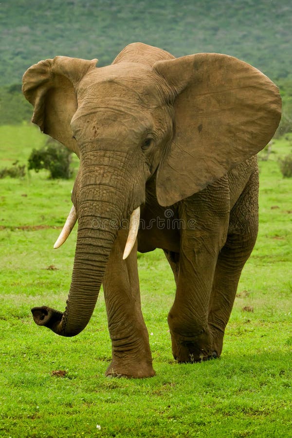 Large male elephant stock photo. Image of national, natural - 18999088