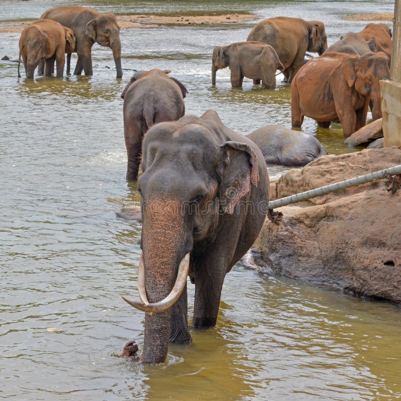 Elephant pack stock photo. Image of water, safari, africa - 47280974