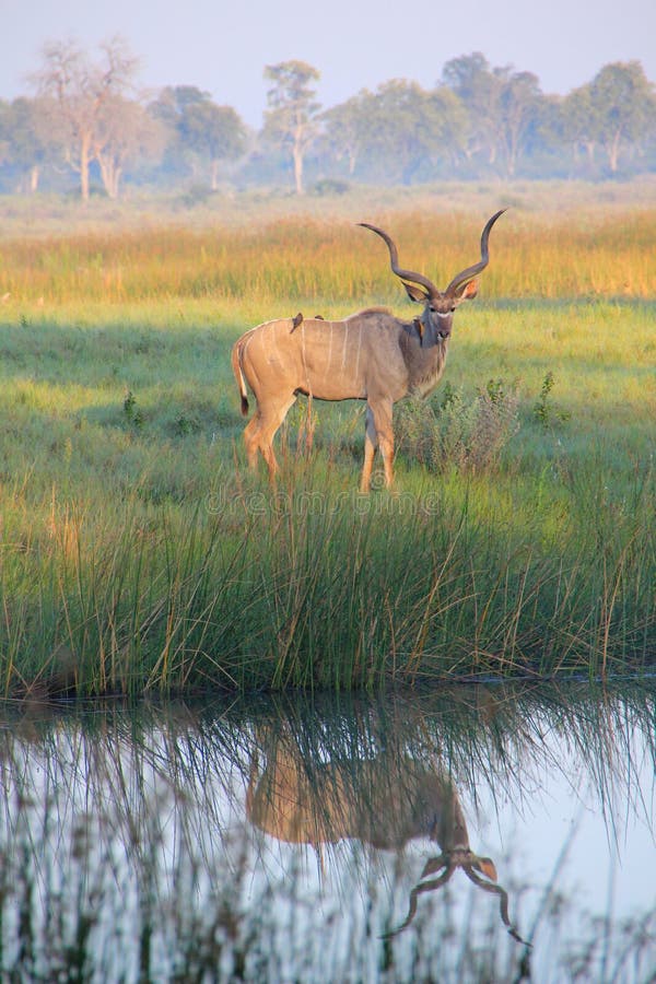 Large Male Greater Kudu stock image. Image of antelope - 15620127