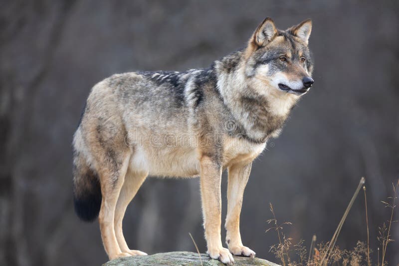 Large Male Grey Wolf in Profile Standing on a Rock Looking for Prey Stock Image - Image of ...