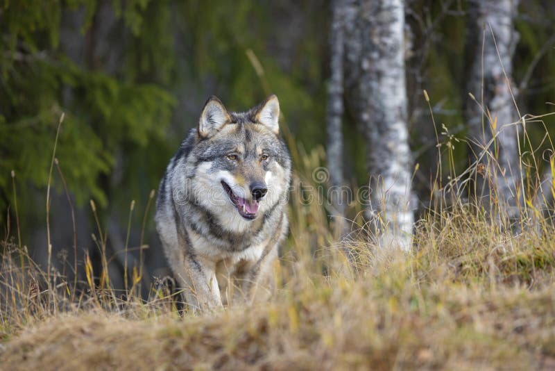 Large Male Grey Wolf Walking in the Forest Stock Photo - Image of ...