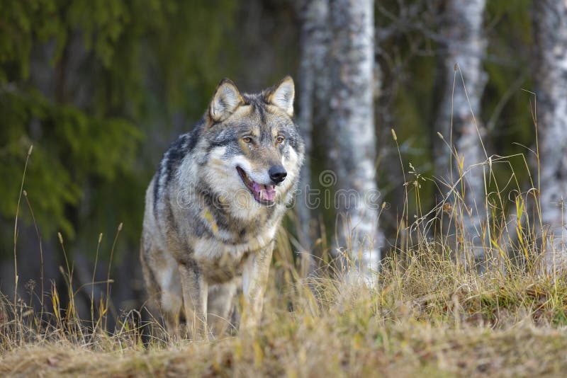 Large Male Grey Wolf Walking on a Hill in the Forest Stock Photo ...