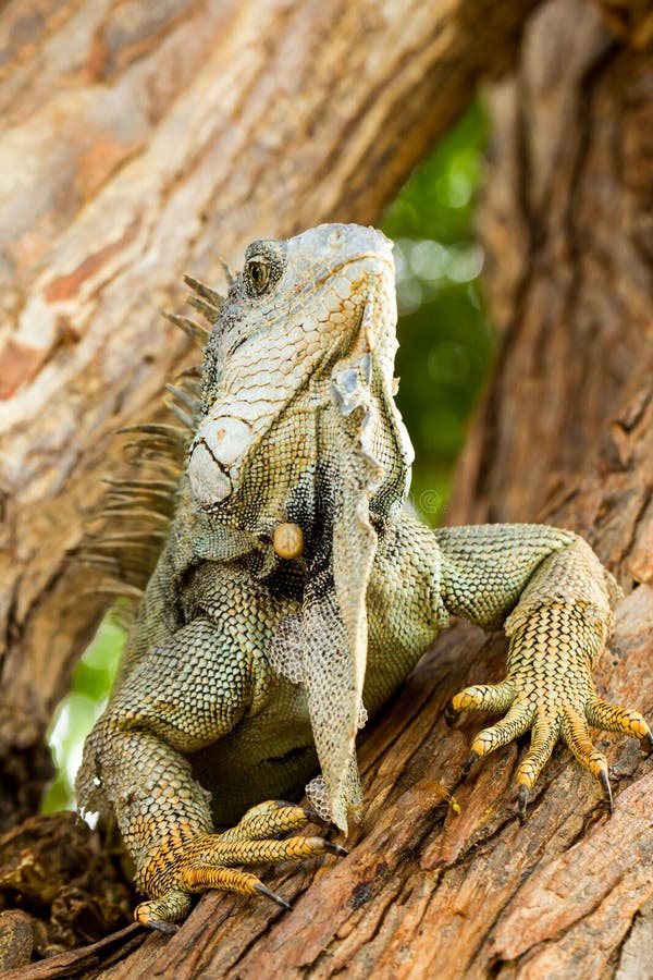 Large Male Iguana Profile stock image. Image of ecuador - 61377413