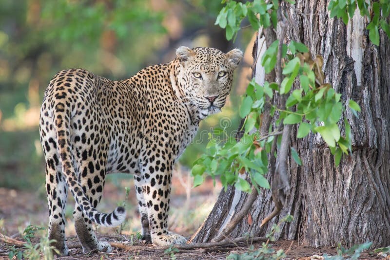 Large Male Leopard Busy Marking His Territory on Tree Stock Photo ...