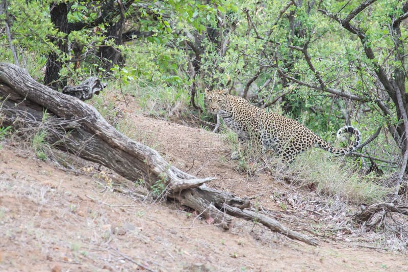 Large Male Leopard Busy Marking His Territory on Tree Stock Photo ...