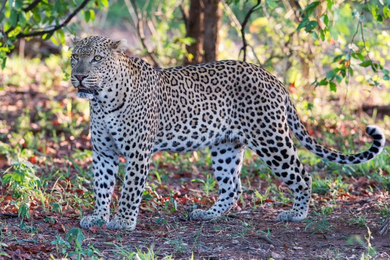 Large Male Leopard Busy Marking His Territory on Tree Stock Image ...