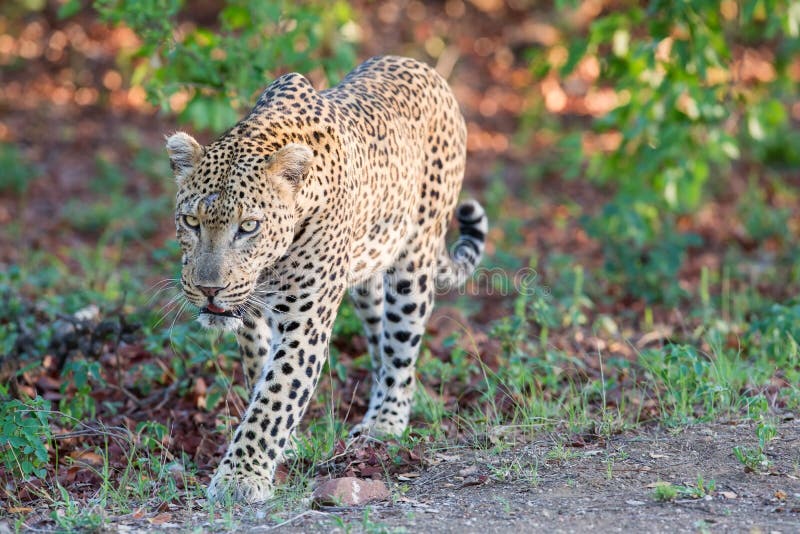 Large Male Leopard Busy Marking His Territory on Tree Stock Photo ...