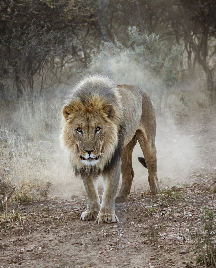 Large Male Lion Walks in the Desert Stock Image - Image of close ...
