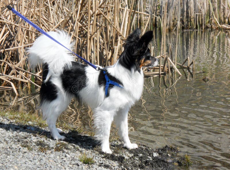 Large Male Papillon Standing Next To a Pond Stock Photo - Image of ...
