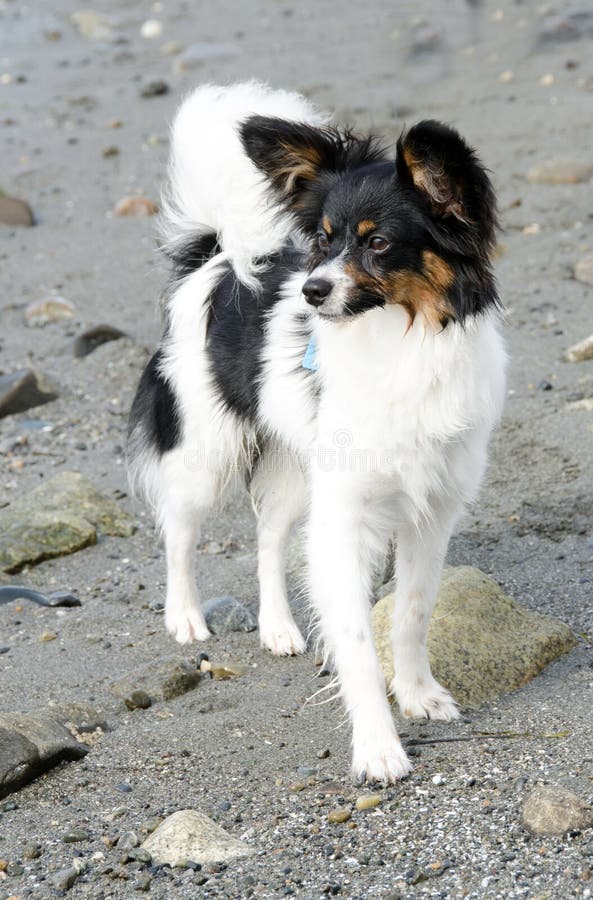 Large Male Papillon Standing on Sand Beach Stock Photo - Image of puppy ...