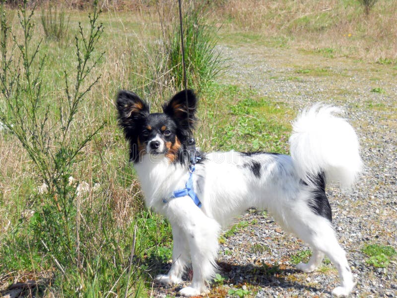 Large Male Papillon Standing on a Trail Stock Photo - Image of standing ...