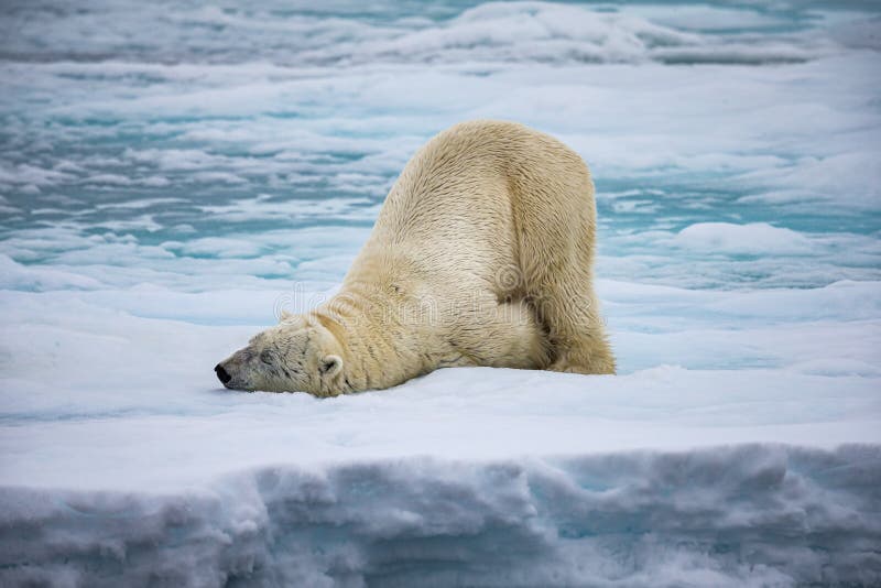 Large Male Polar Bear Stretching on Ice while Sleeping Stock Image ...