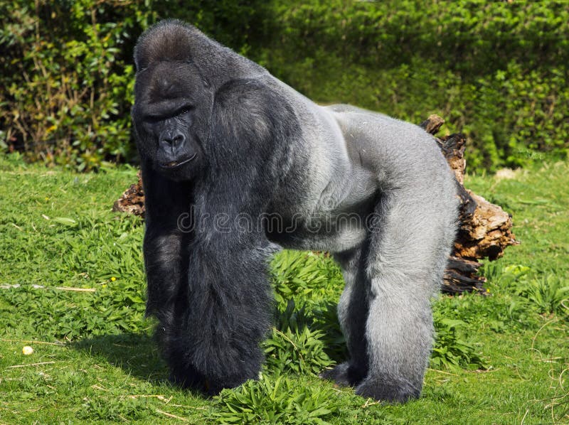A Large Male Silver Back Western Lowland Gorilla Stock Photo - Image of ...