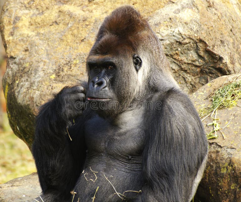 Large Male Silverback Gorilla Stock Image - Image of human, lazy: 22275567