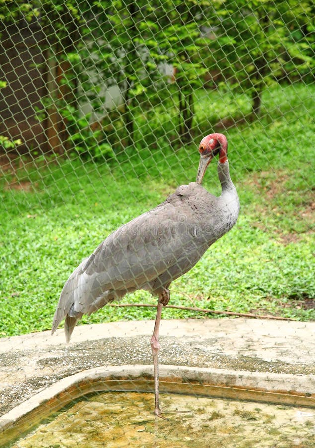 Large Male Stork Resting Inside a Zoo Stock Image - Image of resting ...