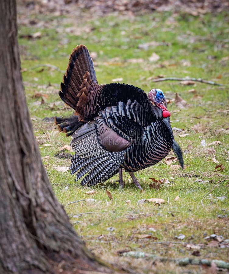 Large Male Tom Turkey Struts through a Meadow with All Feathers Opened ...