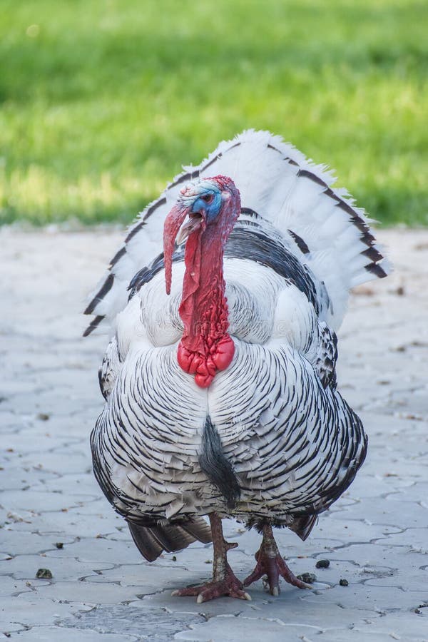 Large Male Turkey in Natural Surroundings Stock Photo - Image of barn ...