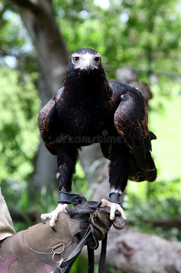 Eagle stock image. Image of grace, feathers, field, grass - 29780973