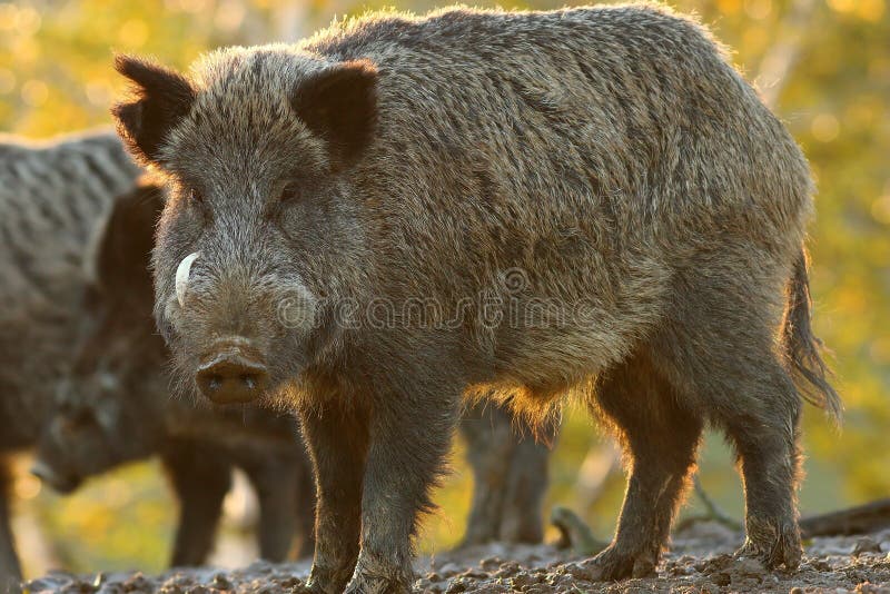 Large male wild boar stock image. Image of nature, hardy - 81347205