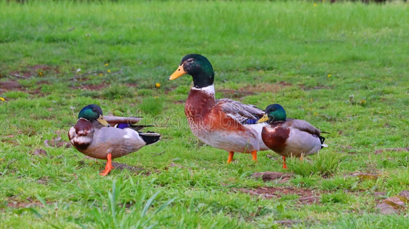 Large Mallard Duck with 2 Smaller Ducks Standing in the Grass Stock ...