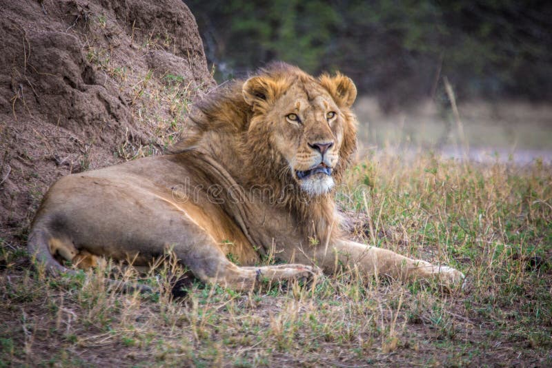 Large Mane stock photo. Image of male, serengeti, lion - 51035944