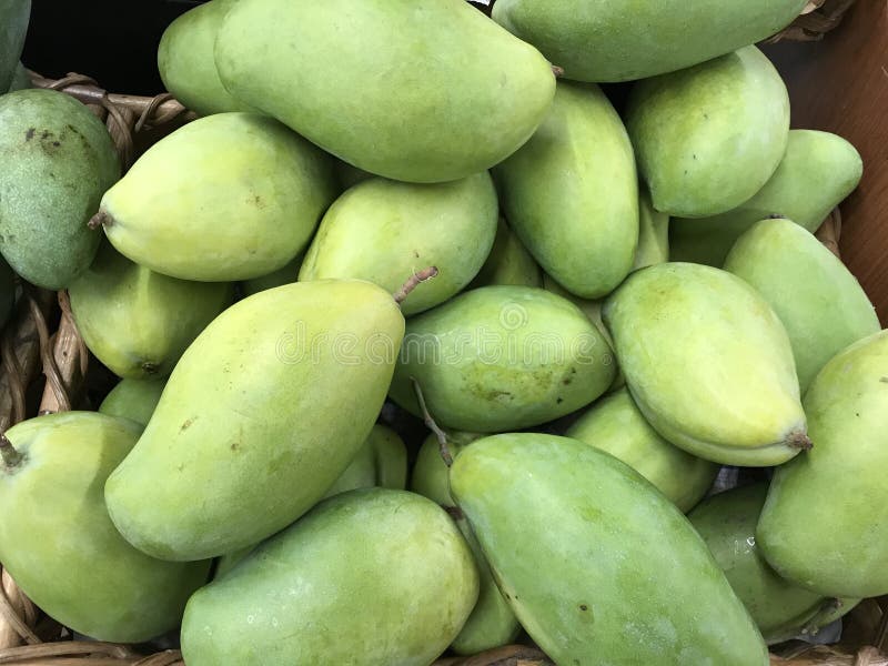 Large mango stock image. Image of mango, fresh, large - 177124821